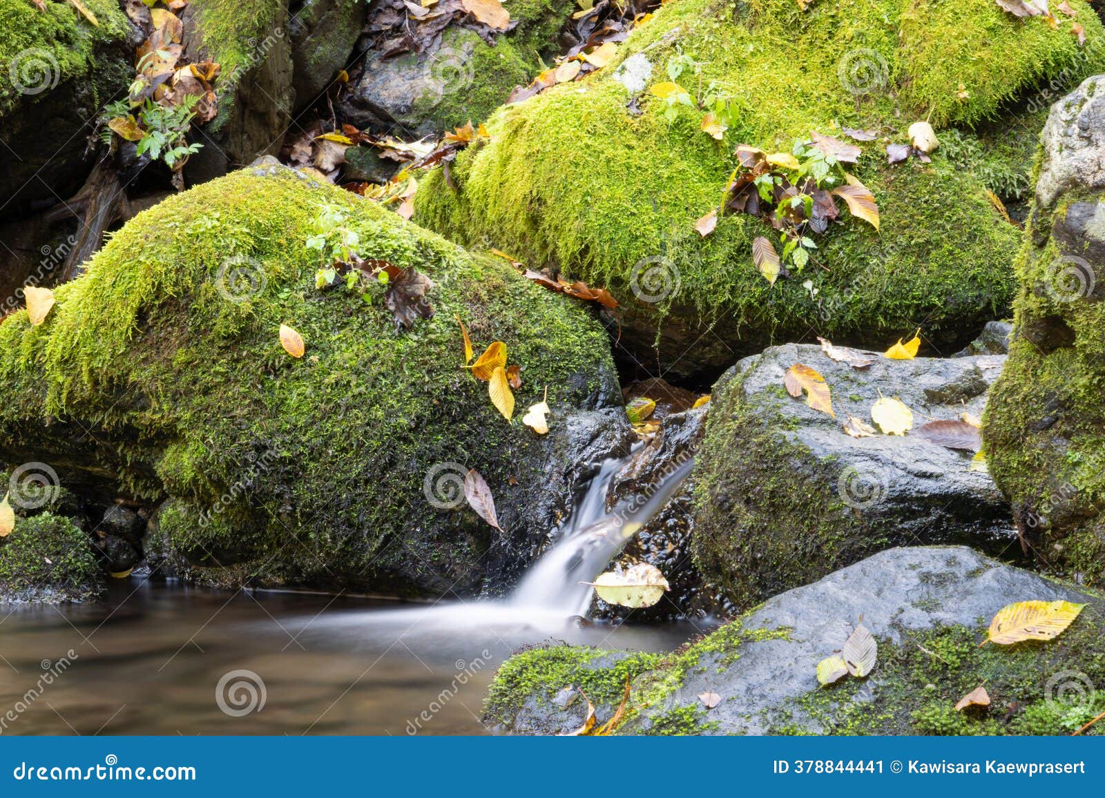 Moss On Rock Background Texture Stock Image | CartoonDealer.com #38064787