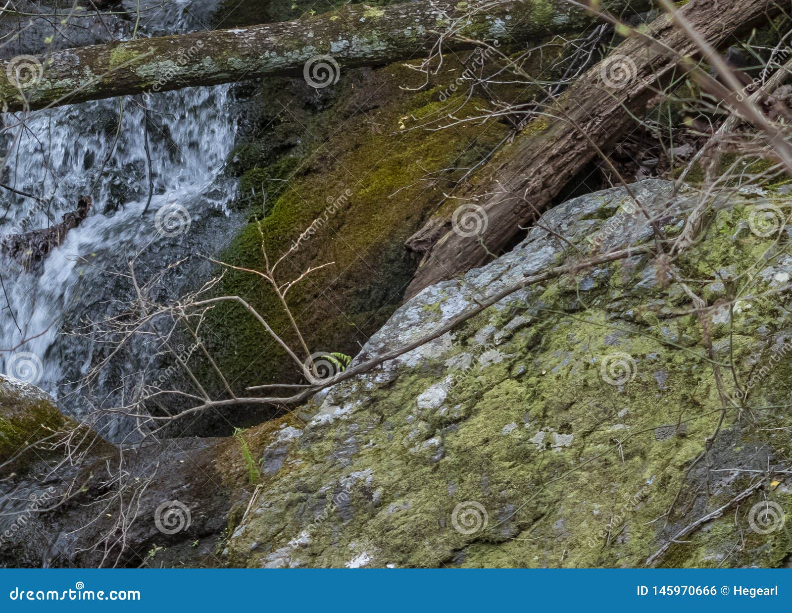 Flowing Water with Tree Branch Deadfall and Moss Covered Diorite Stock ...