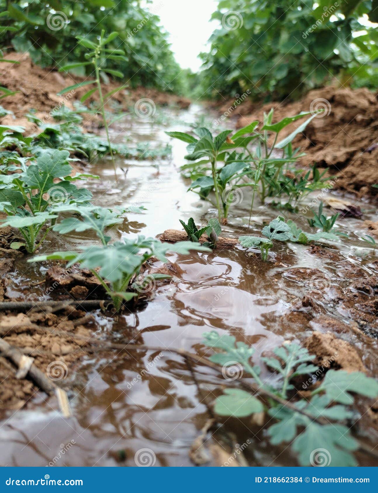 Flowing Water,weeds,cotton Field Stock Photo - Image of ...