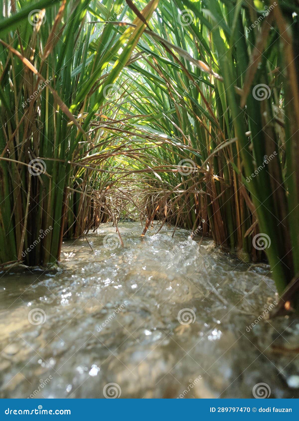 Flowing Water Wet the Paddy in Indonesia Stock Photo - Image of flowing ...