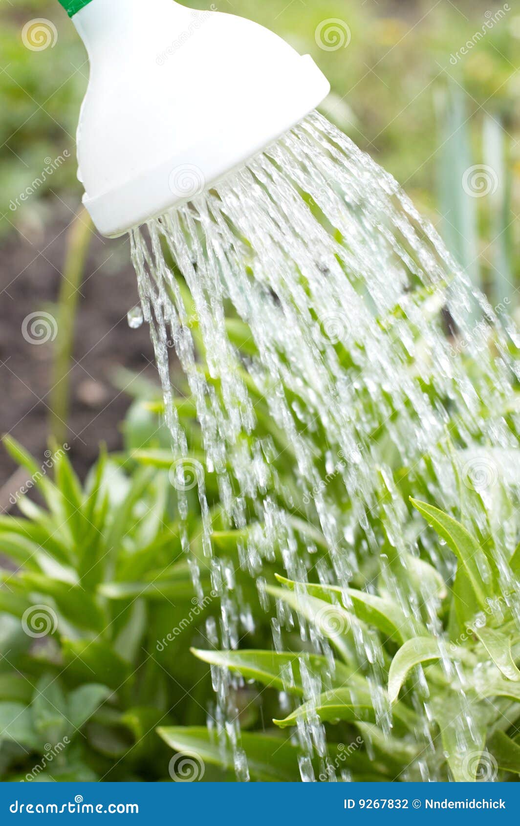 Flowing from watering can stock photo. Image of growth - 9267832