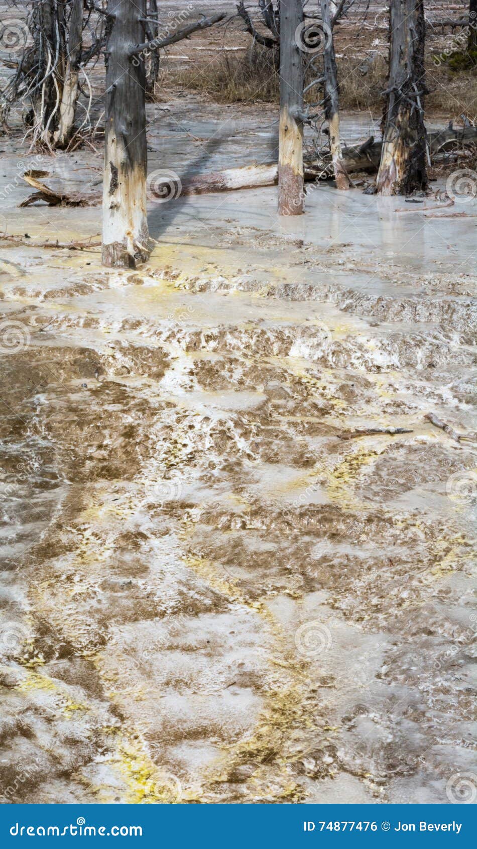 Flowing Yellow Mud with Bare Tree Trunks Stock Photo - Image of white ...