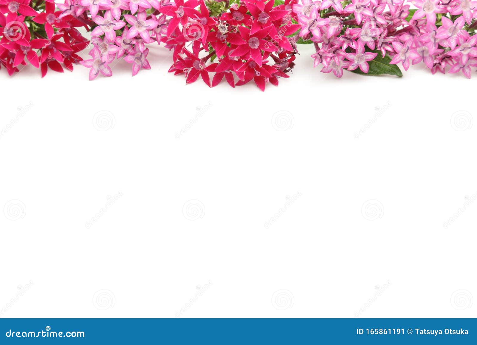 Flowr Head of Pentas in a White Background Stock Image - Image of white ...