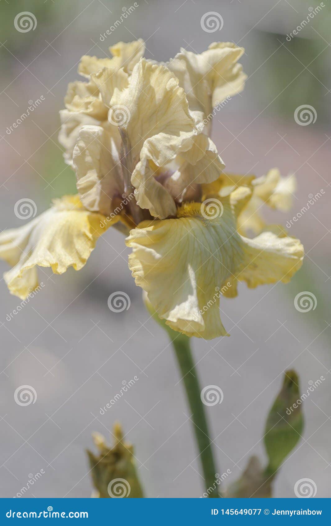 Flowr Head of Tall Bearded Iris Monsoon Moon Stock Image - Image of ...