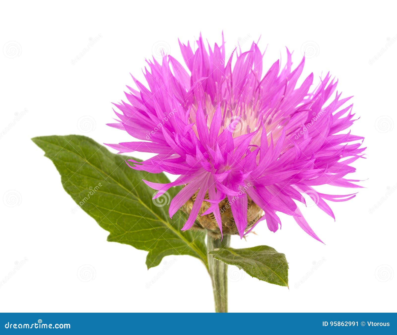 Flowr Head Of Tall Bearded Iris Monsoon Moon Stock Image ...