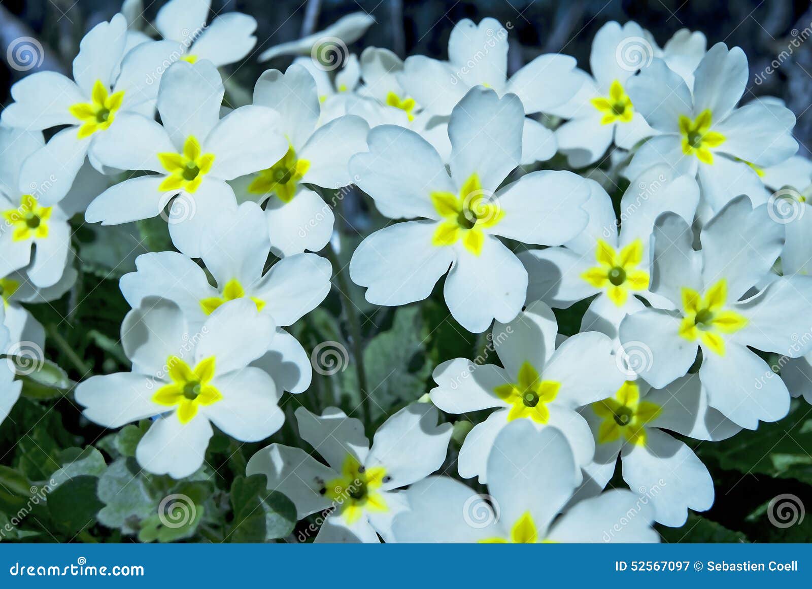 Flowres Blancos Con Un Centro Amarillo Imagen de archivo - Imagen de ...