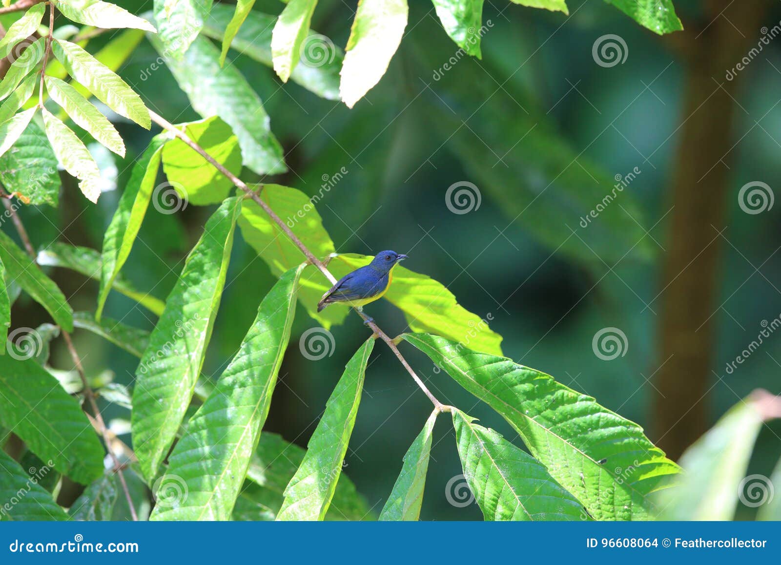 Flowrpecker Dalla Groppa Gialla in Kawag, Borneo Fotografia Stock ...