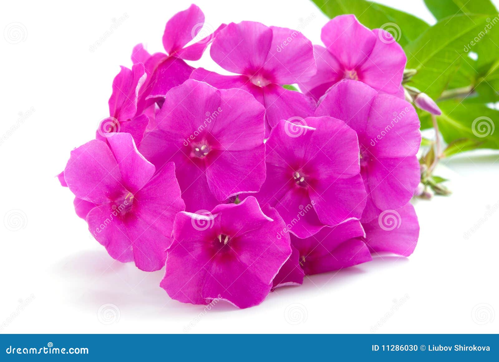 Flox stock foto. Image of bloeien, stamper, kleur, bloesem - 11286030