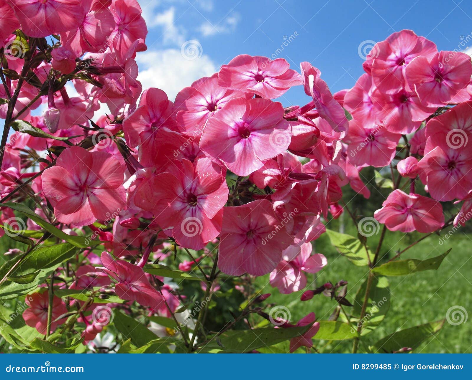 Flox stock afbeelding. Image of bloeien, roos, zomer, bloeiwijze - 8299485