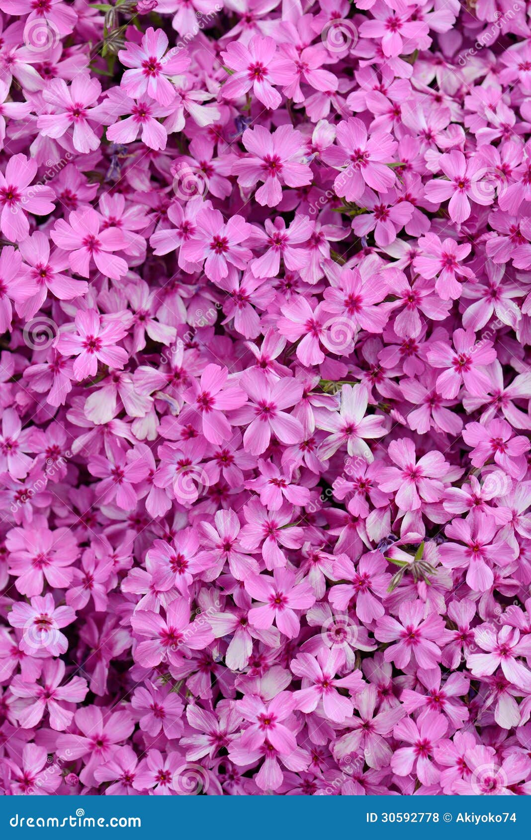 Flox de musgo foto de stock. Imagem de ninguém, nave - 30592778