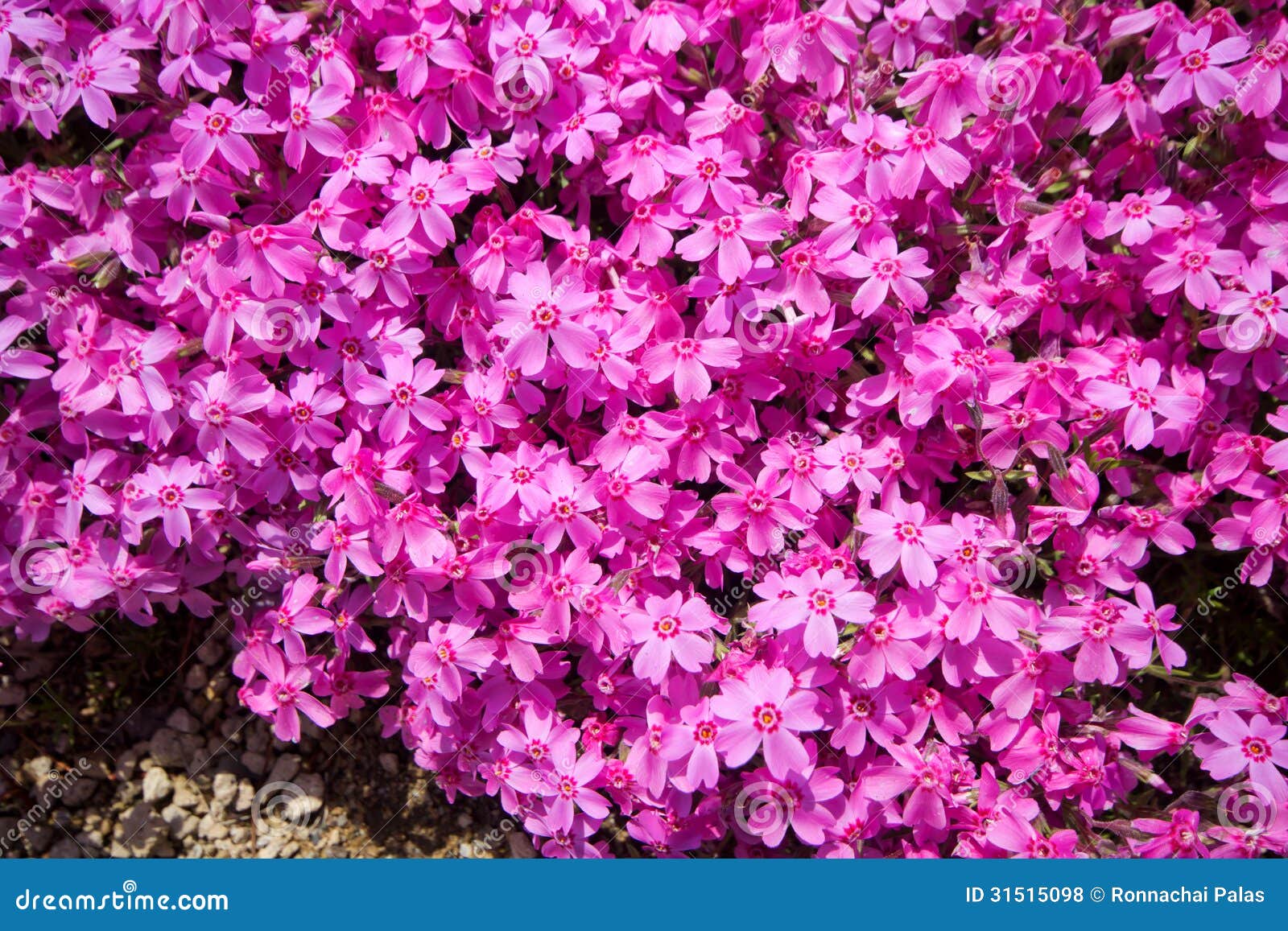 Flox de musgo cor-de-rosa foto de stock. Imagem de vibrante - 31515098