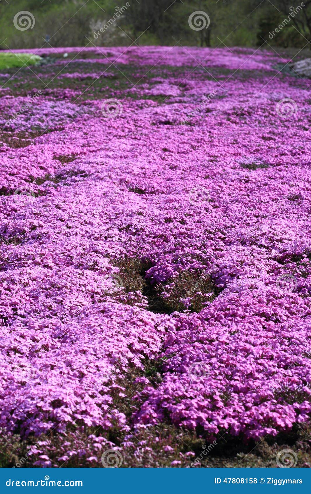 Flox de musgo cor-de-rosa foto de stock. Imagem de prado - 47808158
