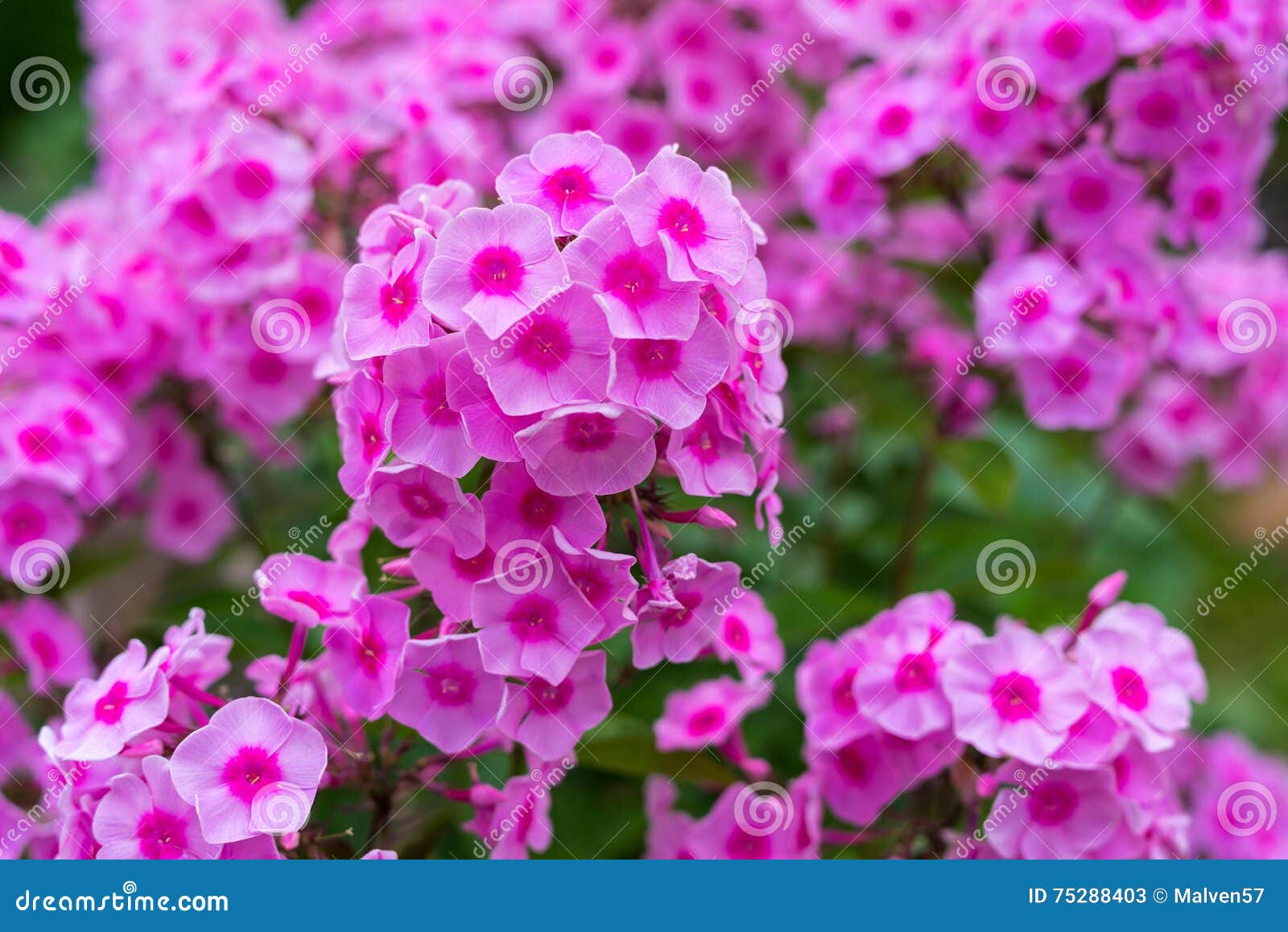 Flox Do Arbusto Da Flor Da Cor Cor-de-rosa Imagem de Stock - Imagem de ...