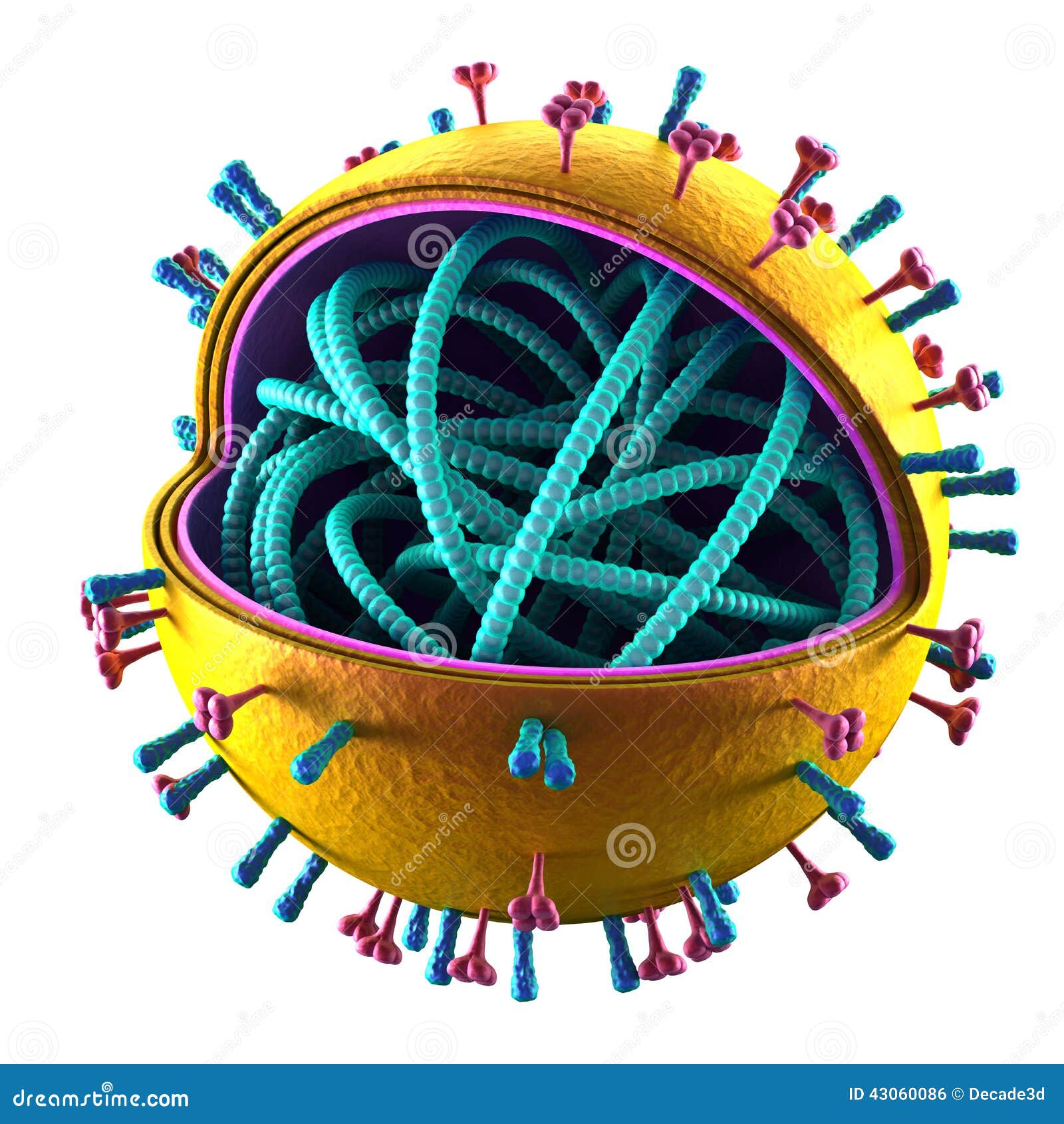 Flu Cell - H5N1, H1N1 - Generic Structure - Isolated on White Stock ...