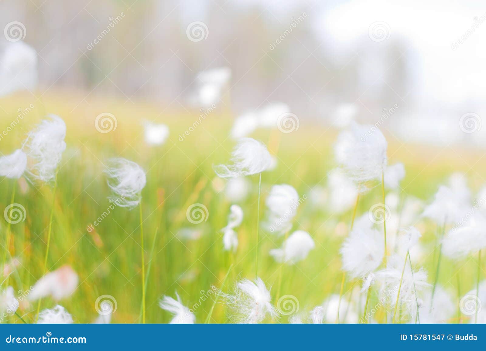 Fluff stock image. Image of bright, fluff, flora, outdoor - 15781547