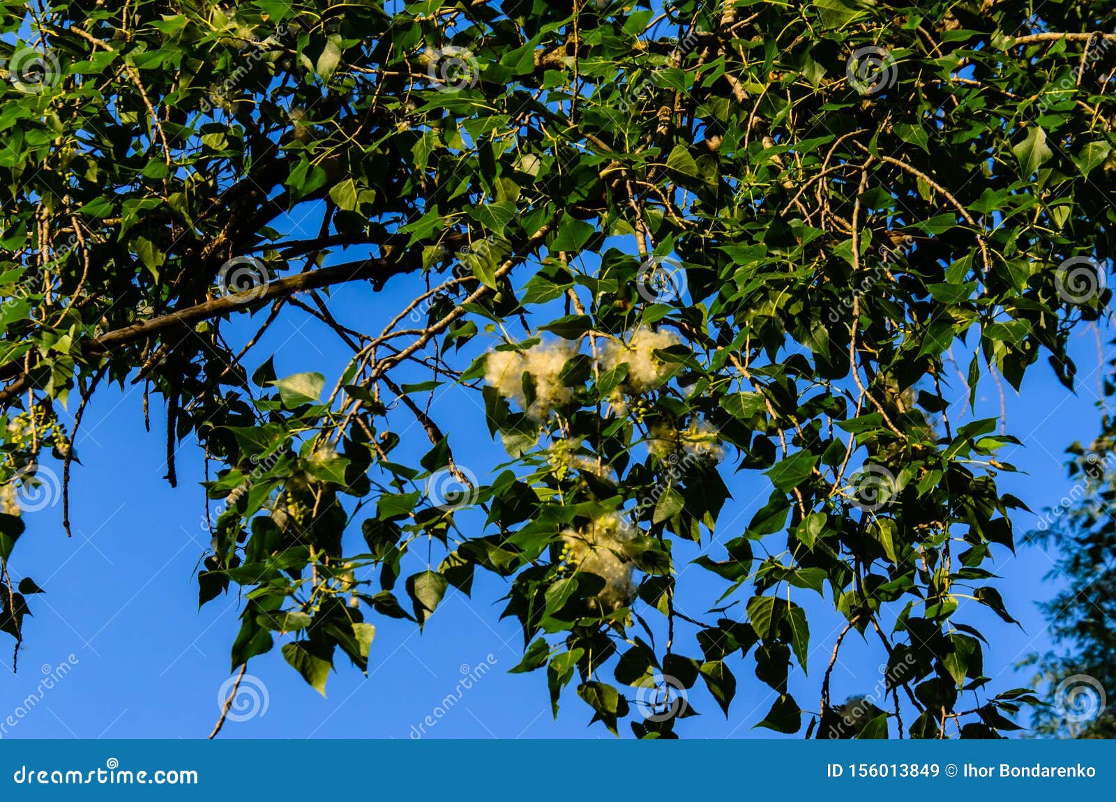 Fluff on a Branches of Poplar Tree Stock Image - Image of design, leaf ...