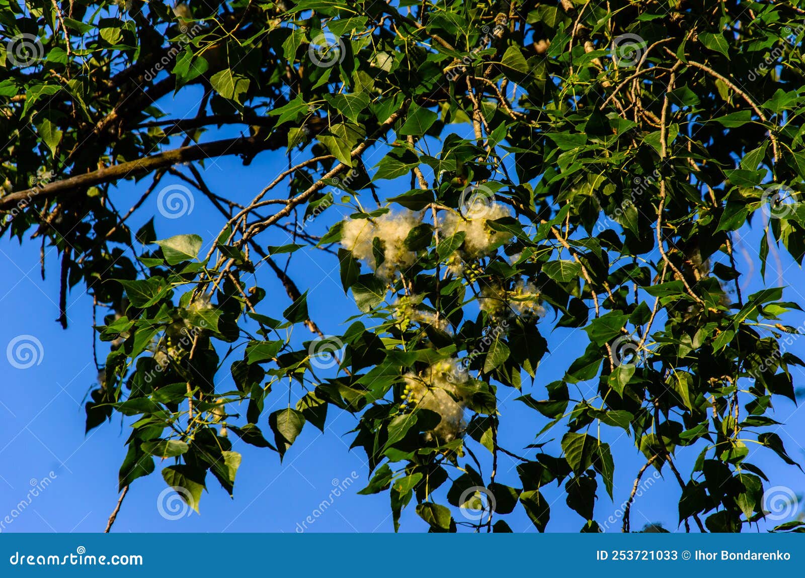 Fluff on a Branches of Poplar Tree Stock Image - Image of design ...