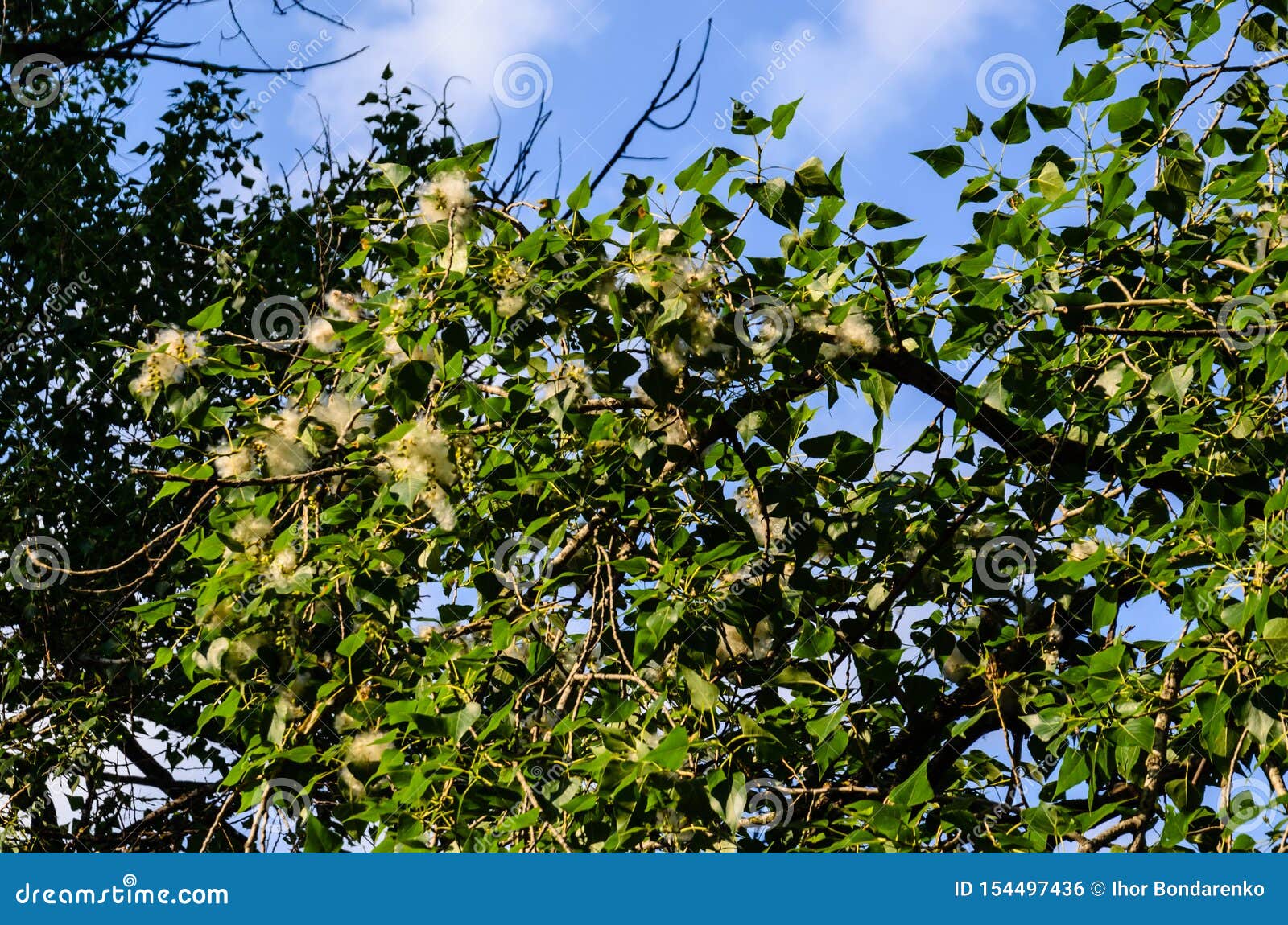 Fluff on a Branches of Poplar Tree Stock Photo - Image of green, botany ...