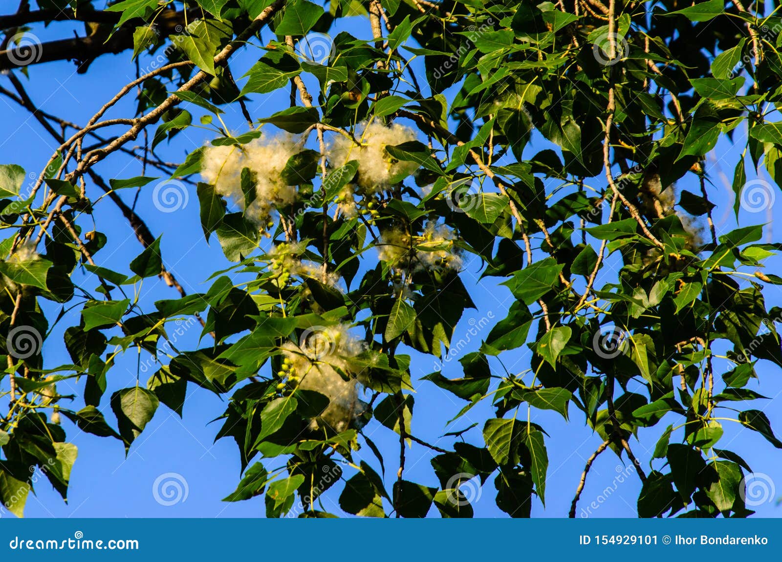 Fluff on a Branches of Poplar Tree Stock Image - Image of backdrop ...