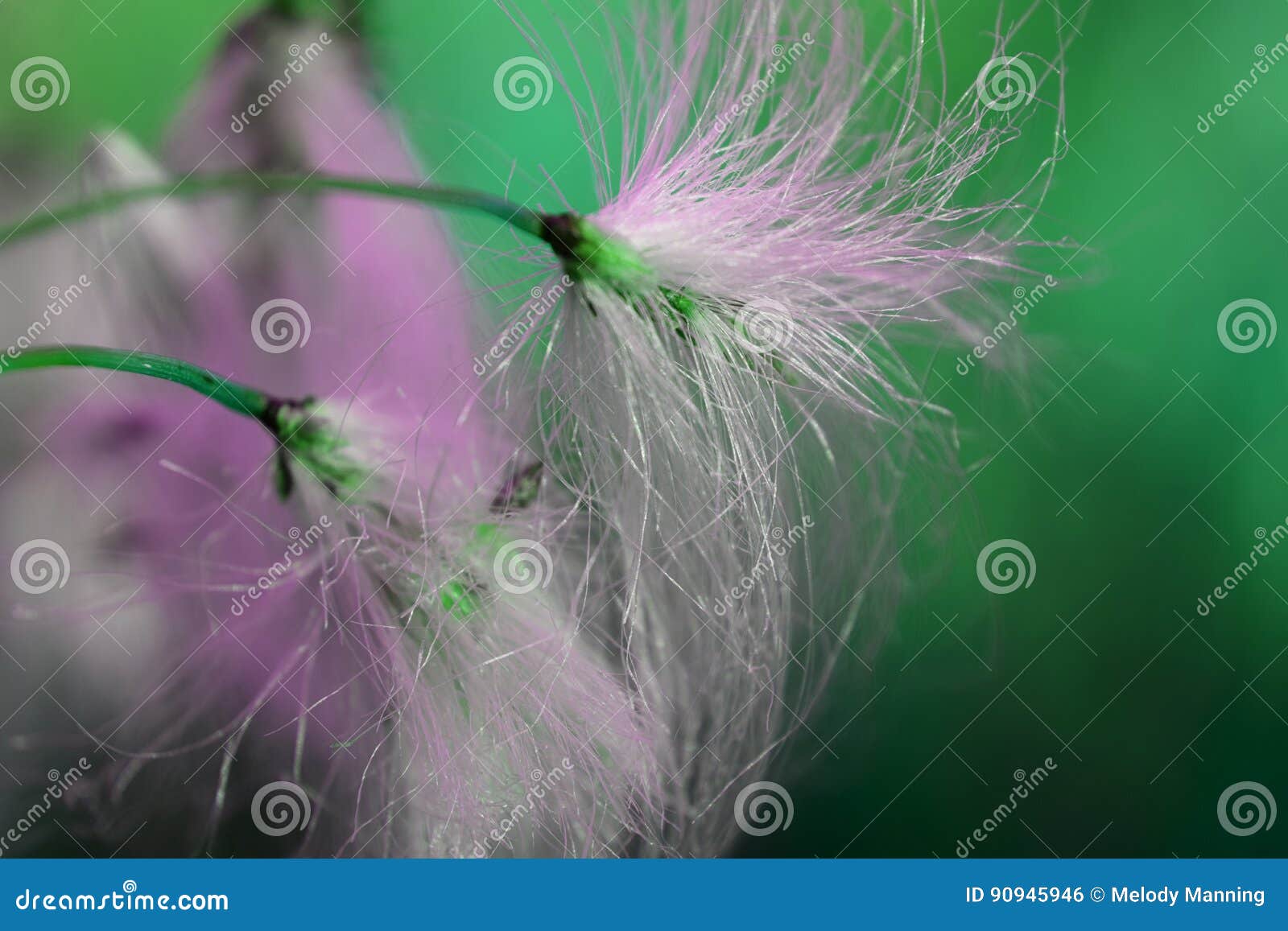 Fluff stock photo. Image of green, nature, fluff, hiking - 90945946