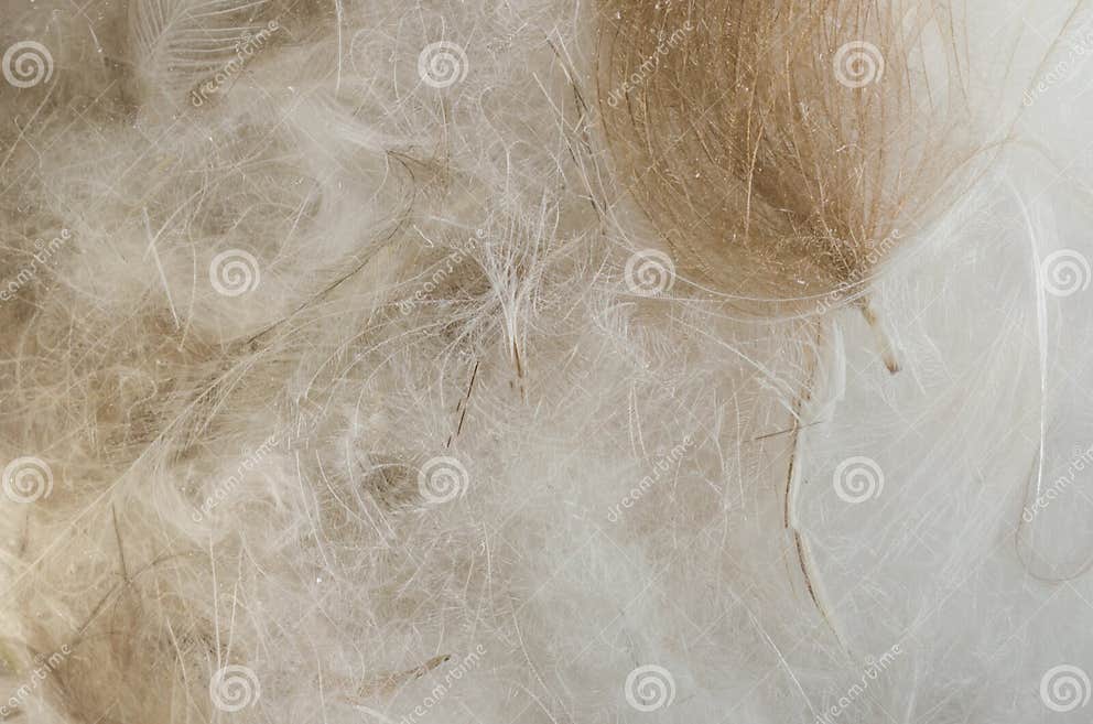Fluff and Feather Filling for Down Jacket. Stock Photo - Image of ...