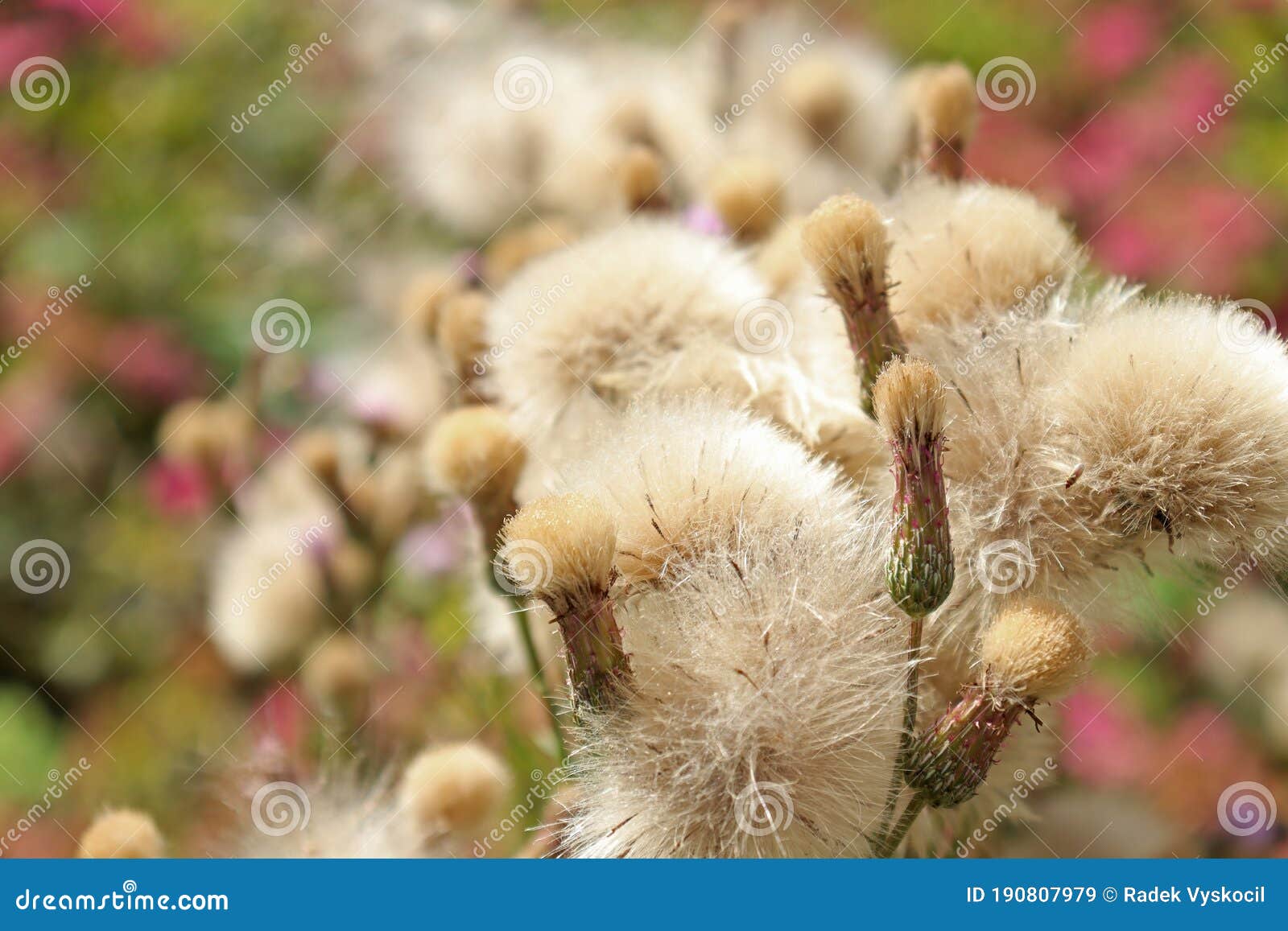 Fluff of a Flowering Plant Full of Seeds Stock Image - Image of seeds ...