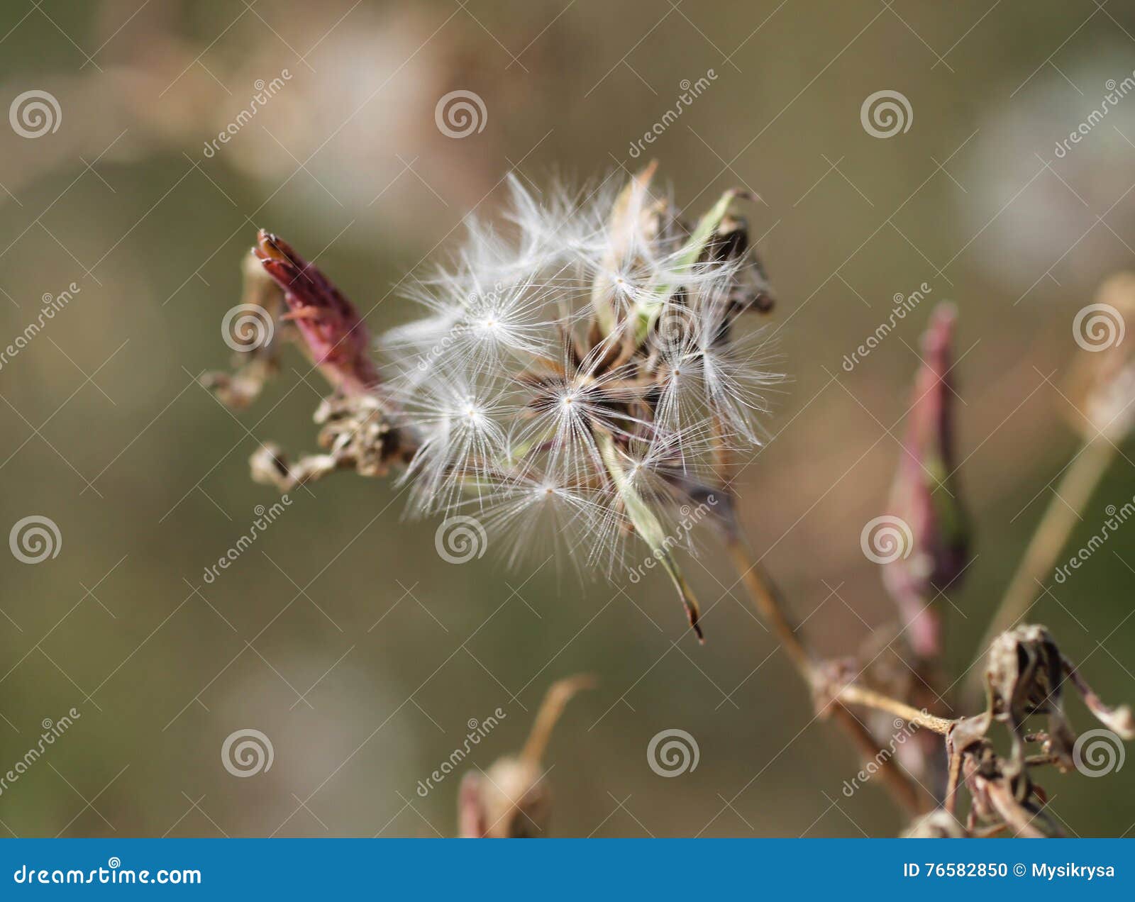 Fluff of hawkweed stock photo. Image of ecology, season - 76582850