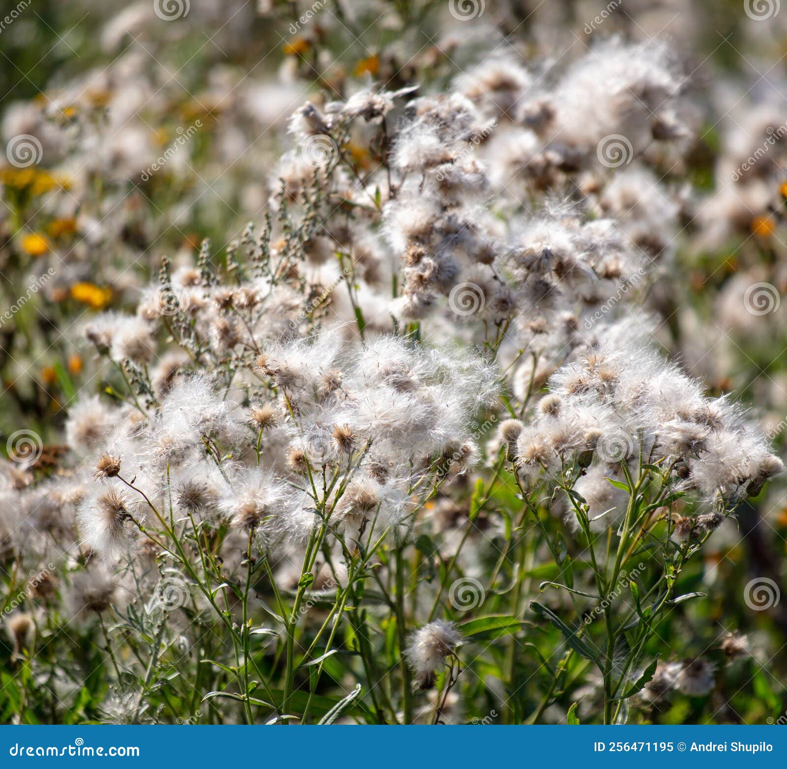 Fluff on a Herbaceous Plant in the Park. Stock Image - Image of green ...