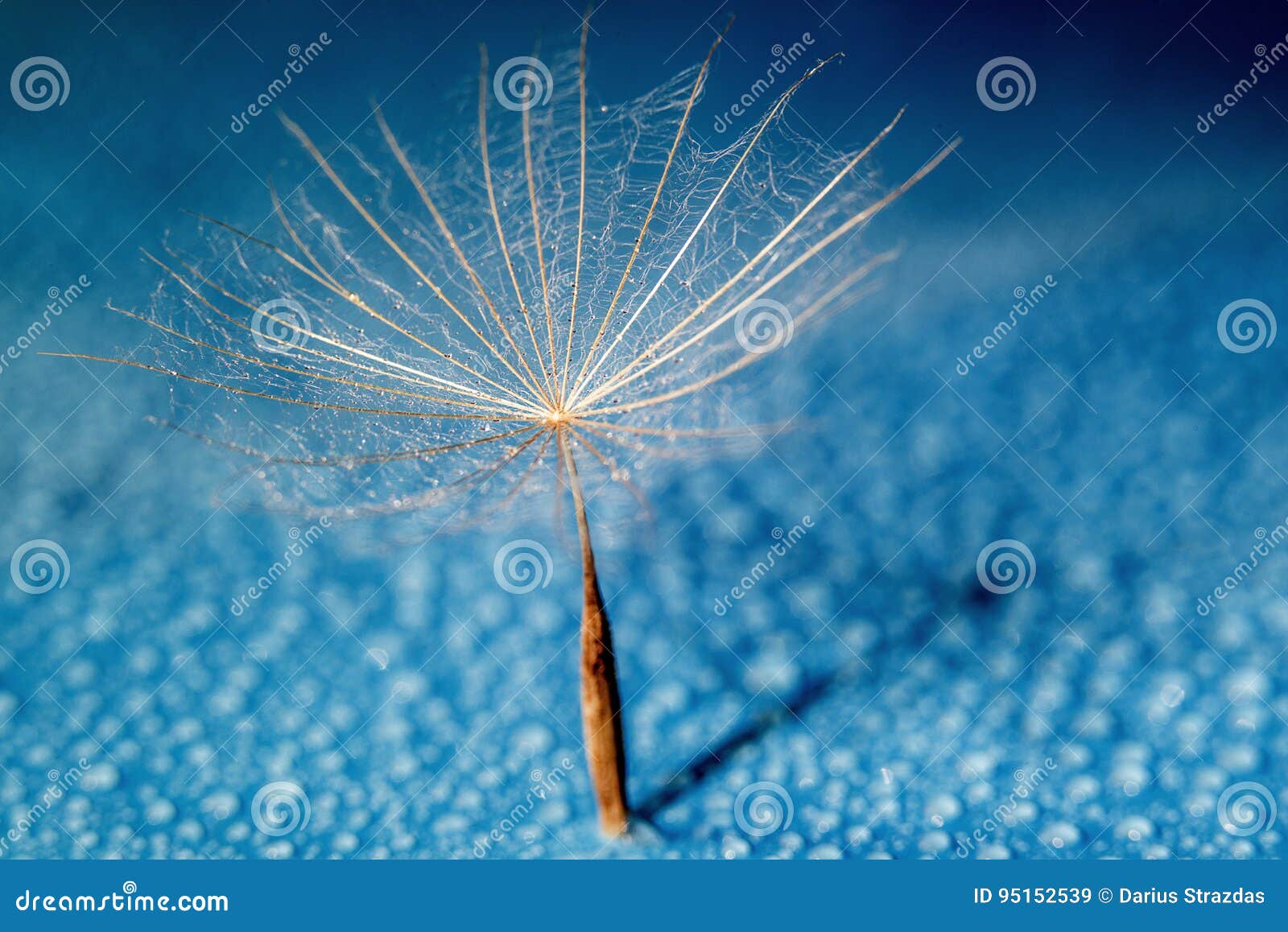 Fluff macro seed stock image. Image of light, flying - 95152539