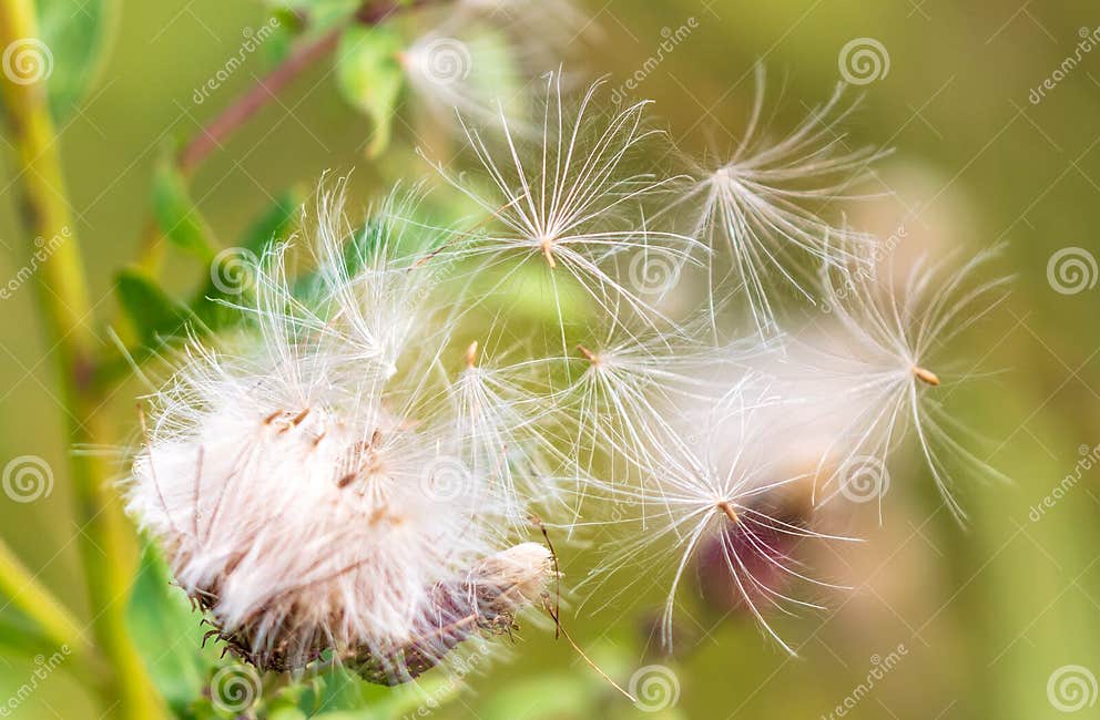 Fluff on a plant in nature stock photo. Image of bright - 172903744
