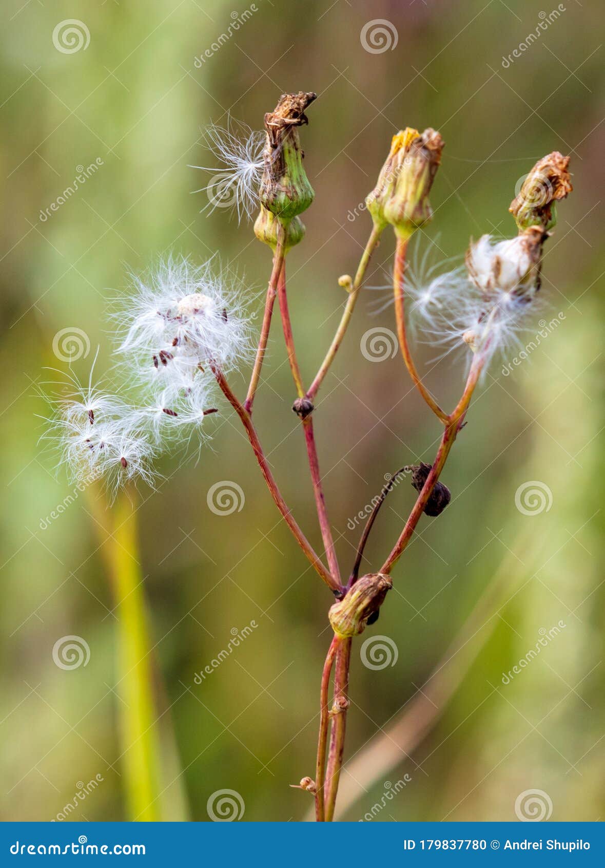 Fluff on a plant in nature stock photo. Image of blowing - 179837780