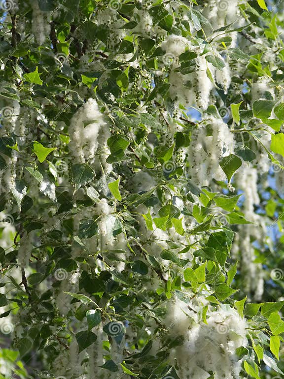 Fluff of poplar tree stock image. Image of season, fluff - 93417991