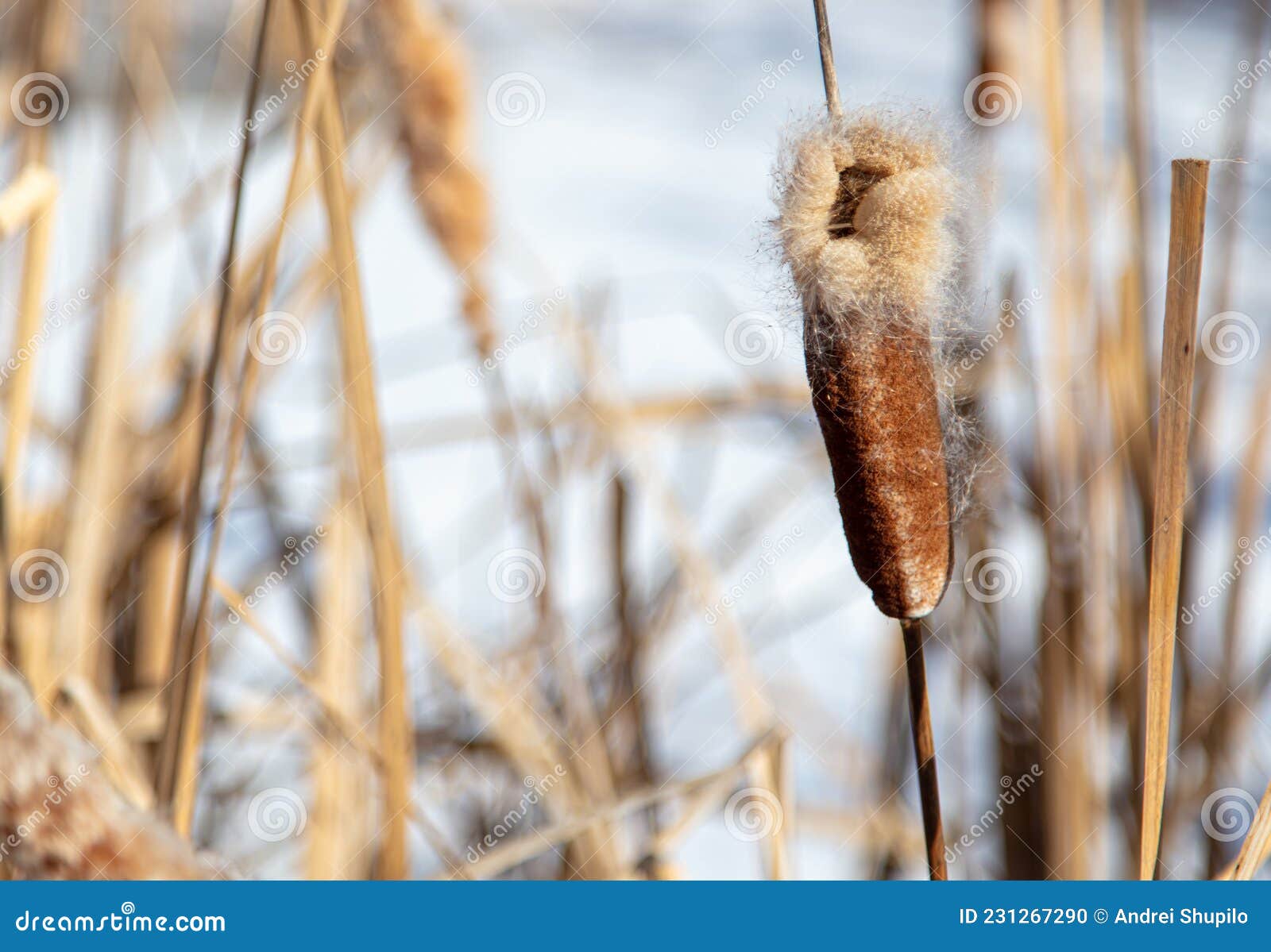 Fluff on the Reeds in Nature. Stock Photo - Image of scene, growth ...