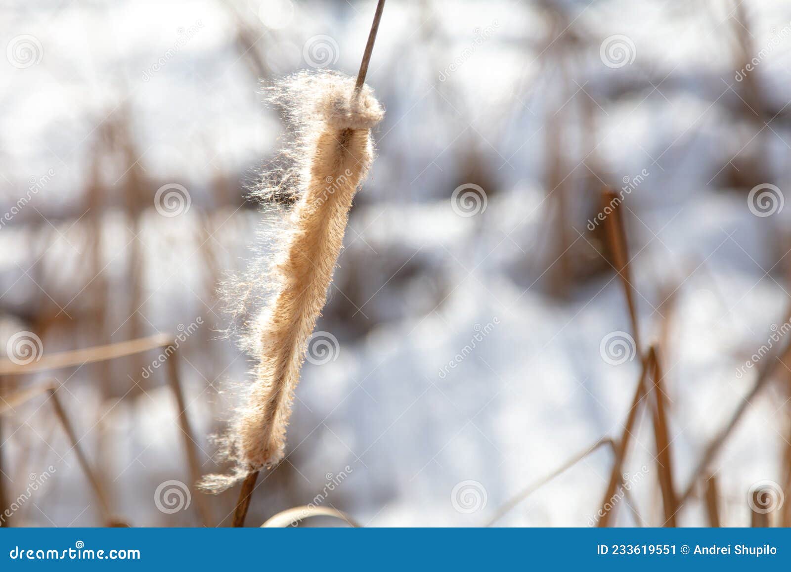 Fluff on the Reeds in Nature. Stock Image - Image of cattail, wild ...
