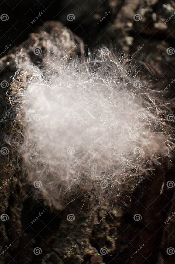 Fluff tree stock photo. Image of fluffy, dissemination - 55737492
