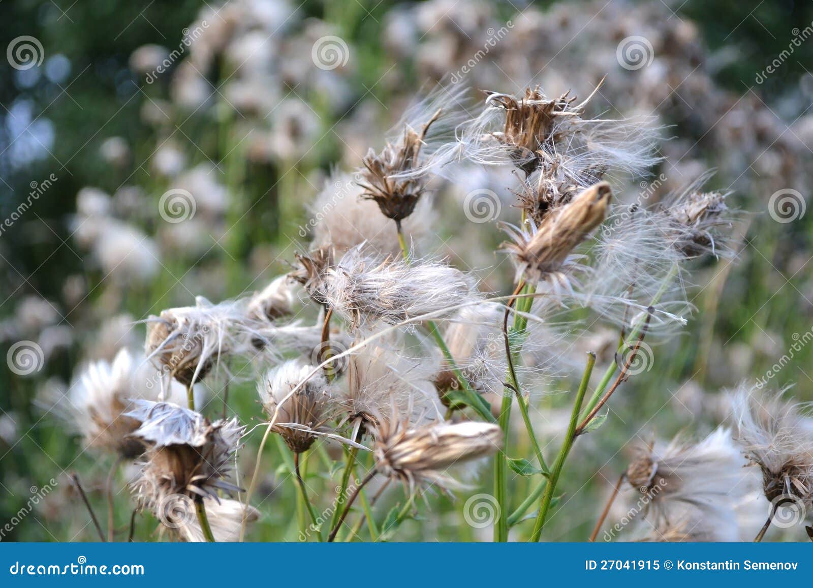 Fluff wildflowers stock image. Image of plant, flowering - 27041915