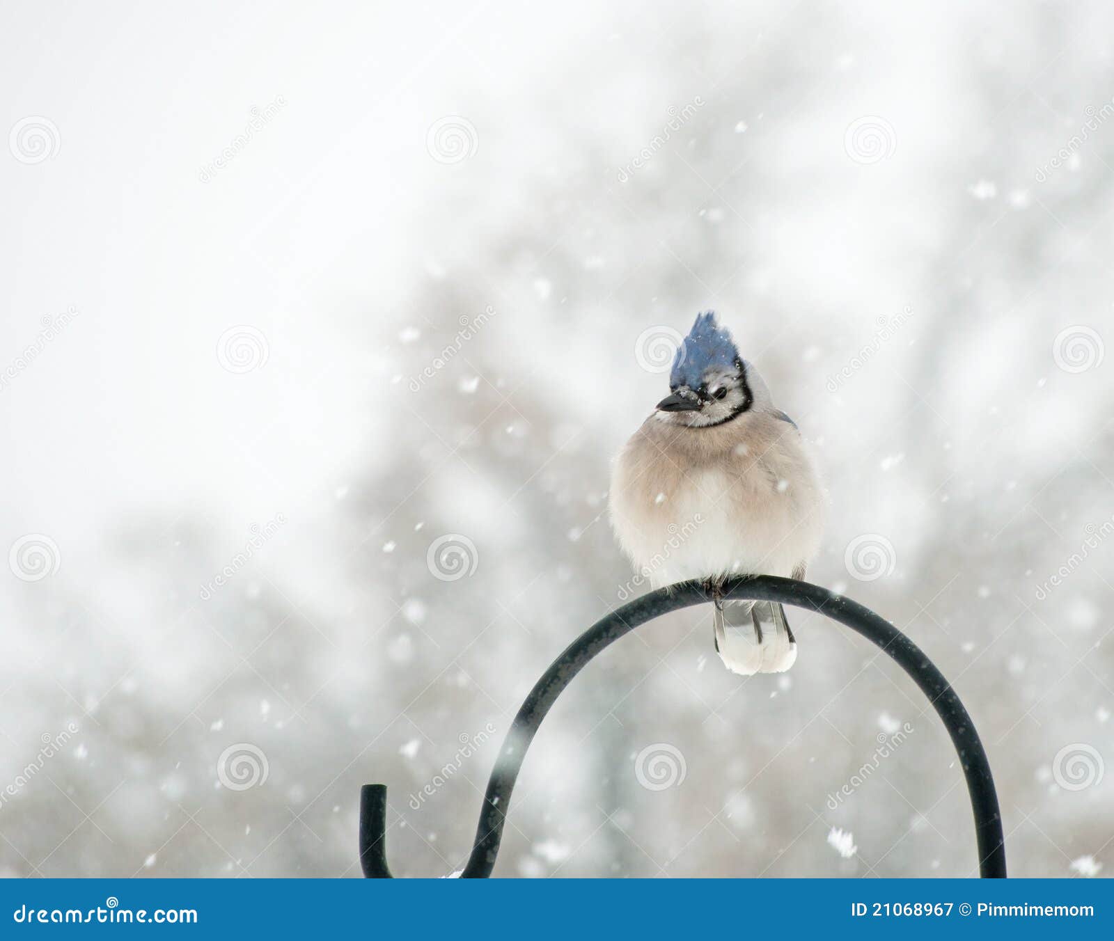 Fluffed Up Blue Jay, Cyanocitta Cristata Stock Image - Image of bright ...