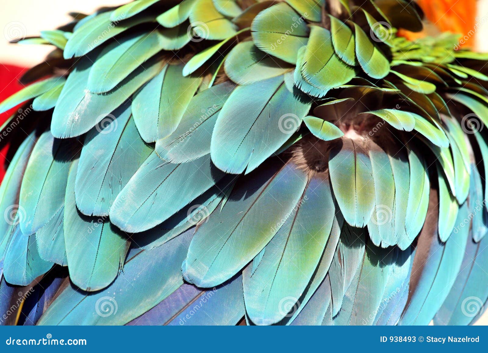 Fluffed up feathers stock image. Image of coat, inquisitive - 938493
