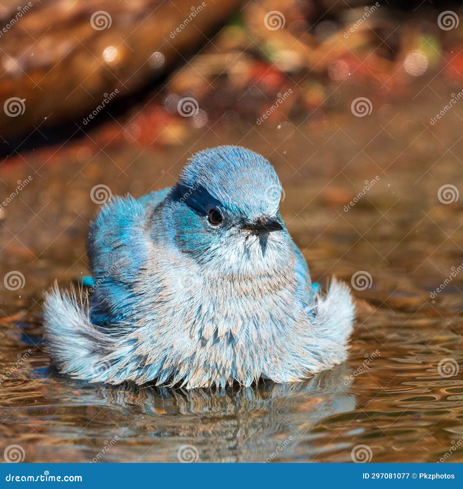 Fluffed Up stock image. Image of pacific, cabin, fluffed - 297081077
