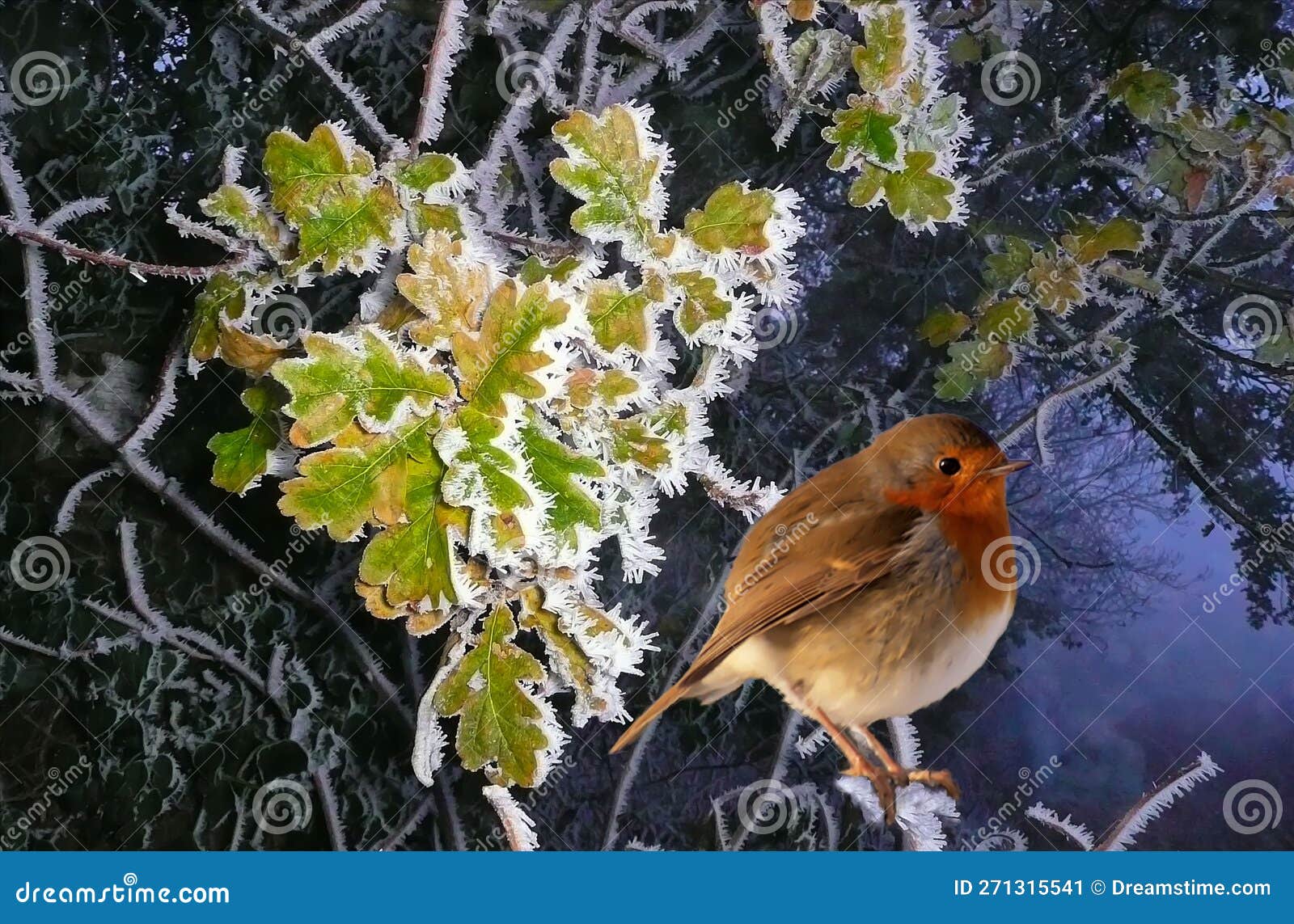Fluffed-up Robin On Thorny Branch Royalty-Free Stock Photography ...