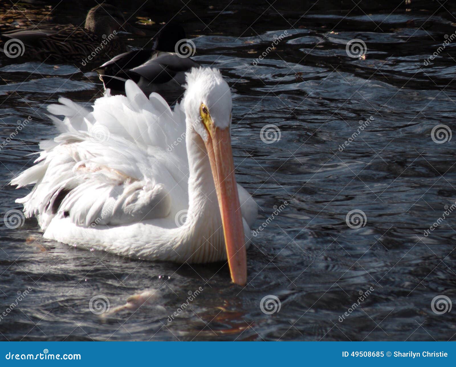 Fluffed up about something stock image. Image of creation - 49508685