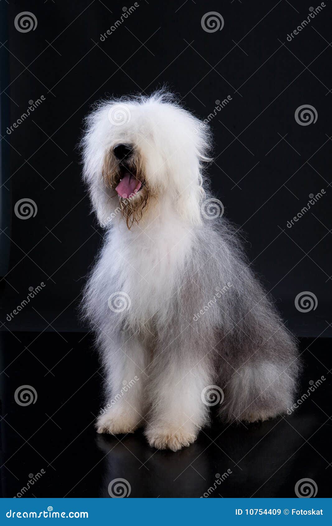 Fluffi Hund stockbild. Bild von stimmung, länge, verhalten - 10754409