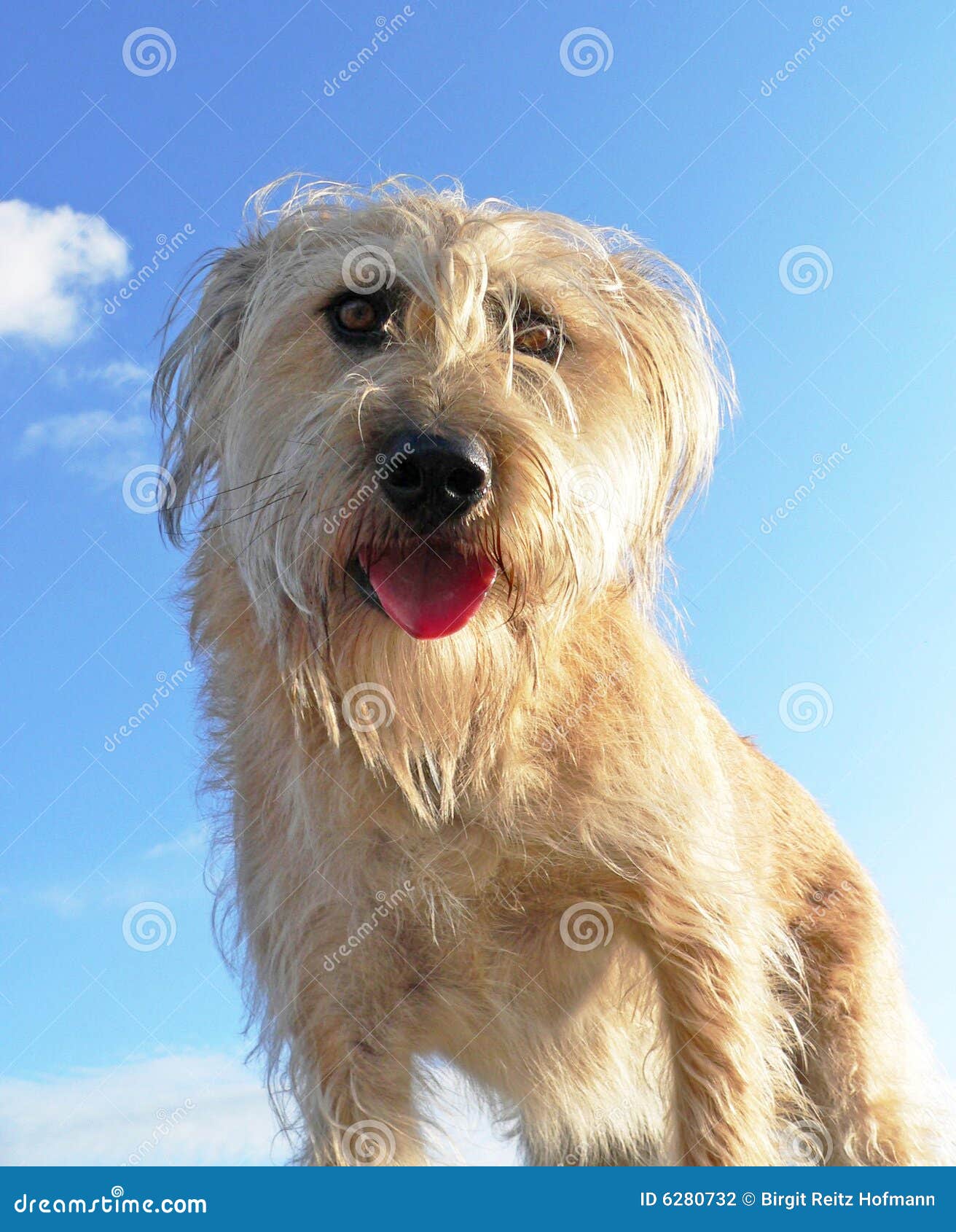 Fluffig hund arkivfoto. Bild av hund, hemhjälp, angus - 6280732