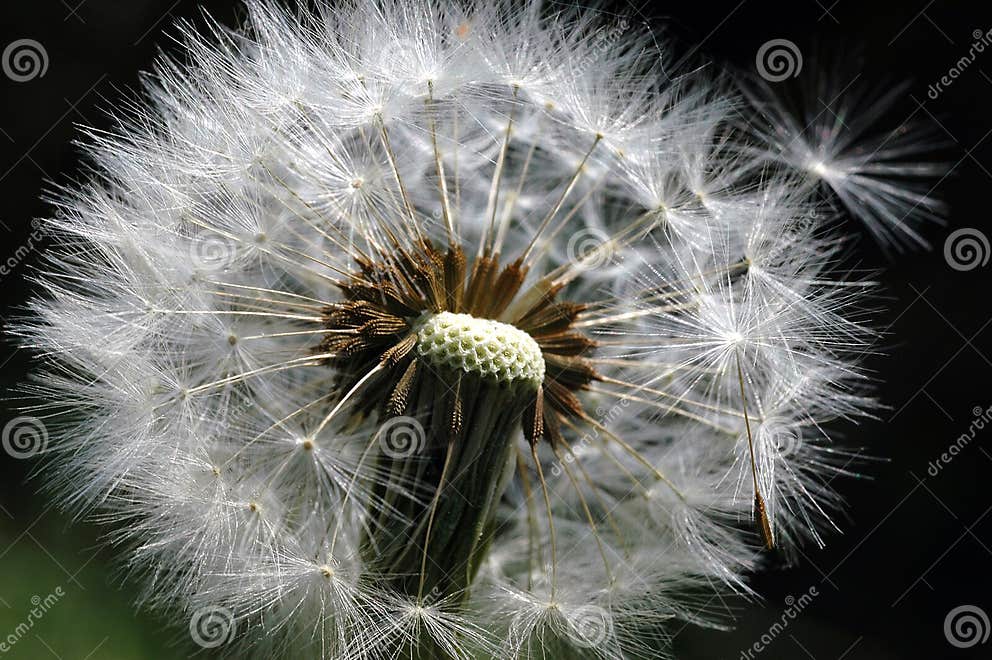 Fluffig maskros arkivfoto. Bild av sommar, blomma, svart - 2026022