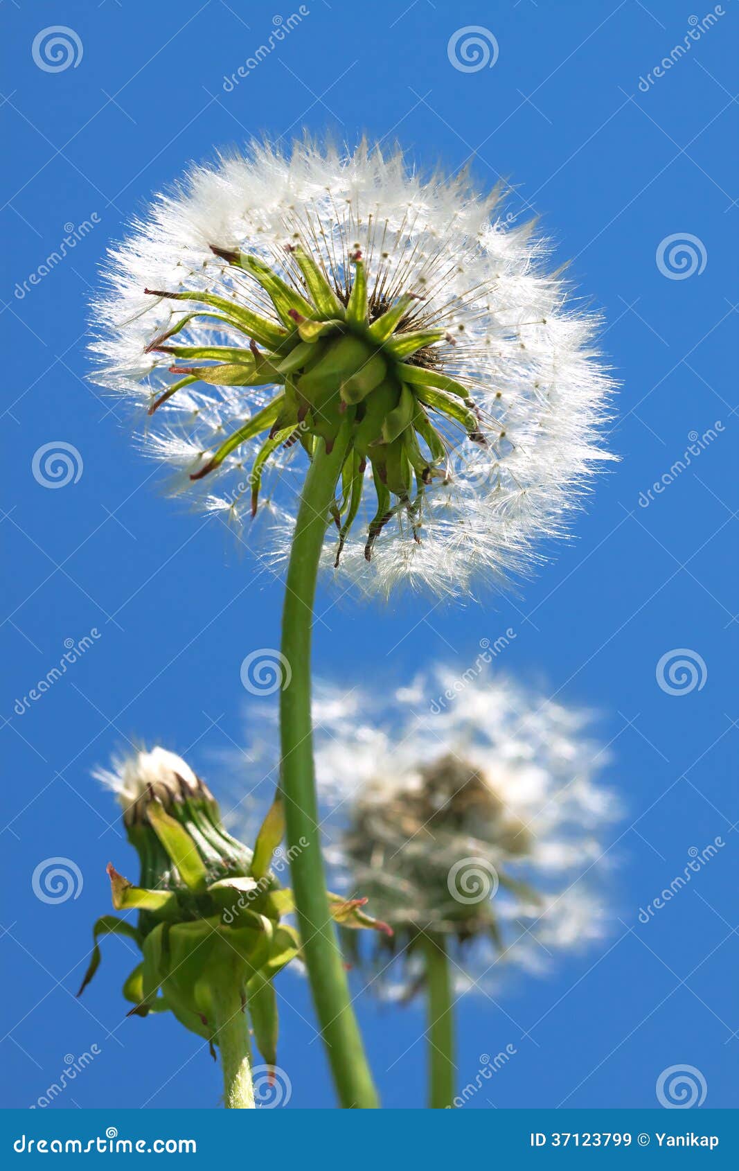 Fluffig vit maskros fotografering för bildbyråer. Bild av skönhet ...