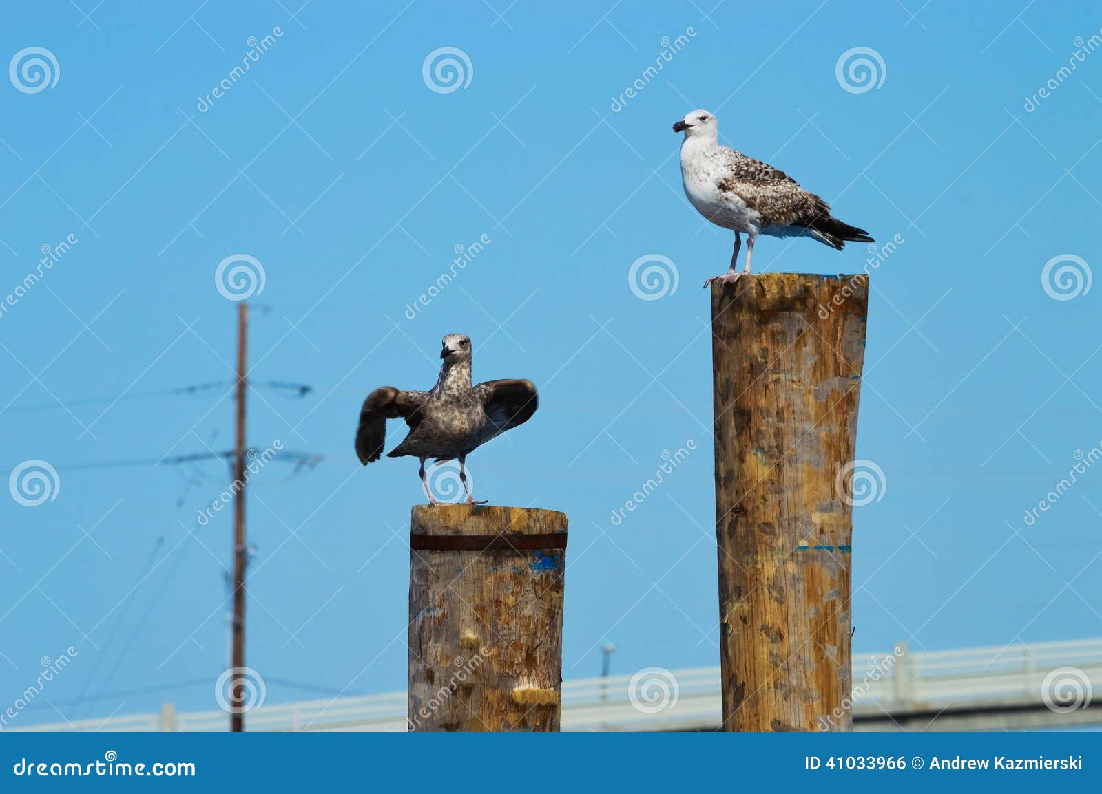 Fluffing the Wings 2 stock photo. Image of pole, seasgull - 41033966