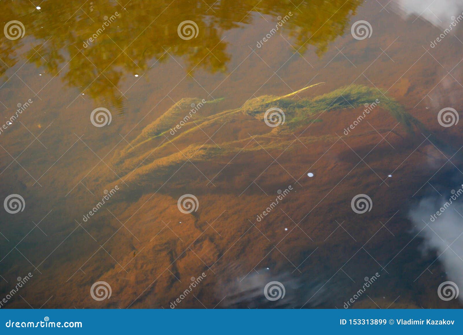 Muddy Bottom Of A Drained Small Pond With Old Aquatic Plants Stock ...
