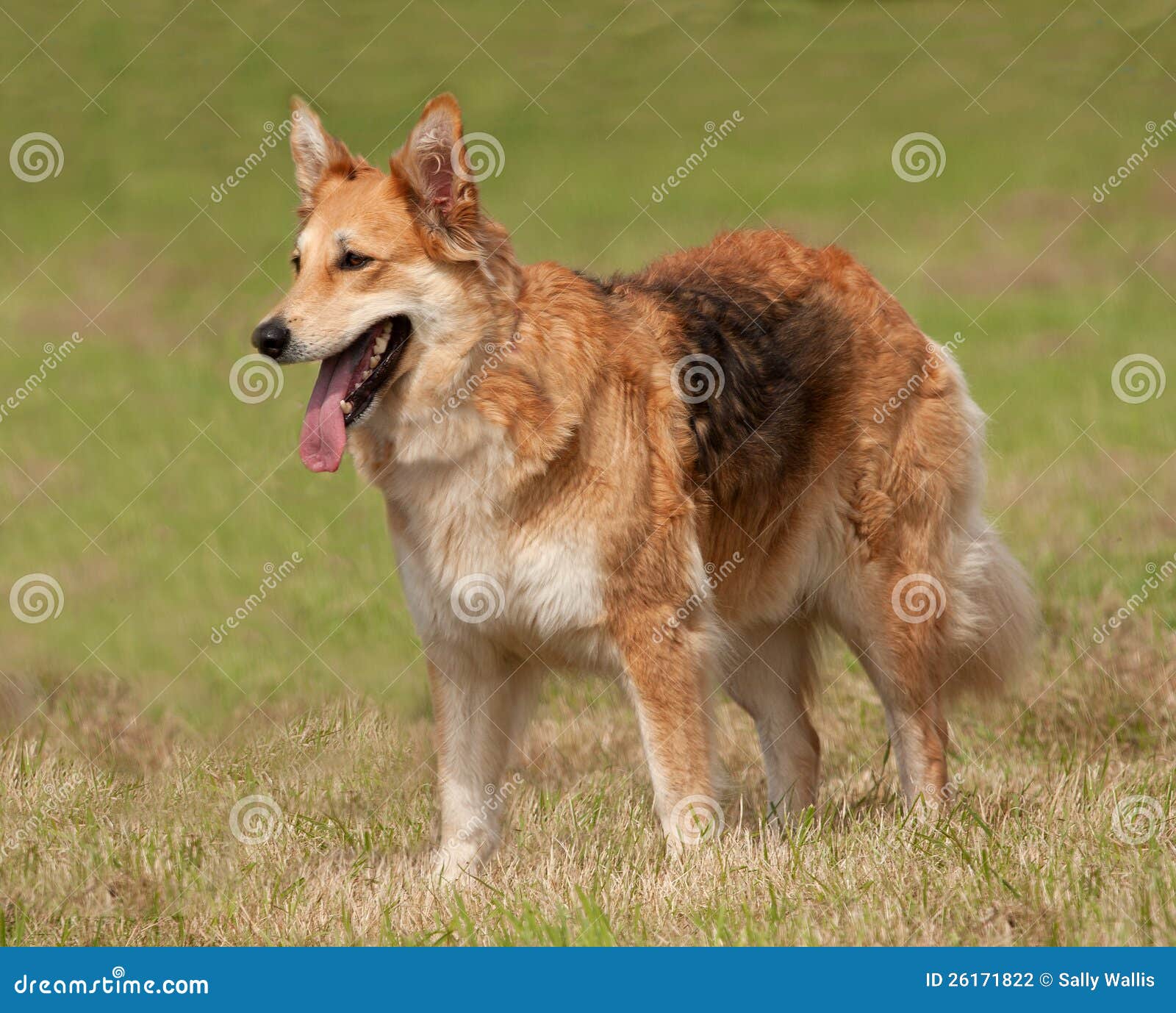 Fluffy Alsatian dog stock photo. Image of moving, canine - 26171822