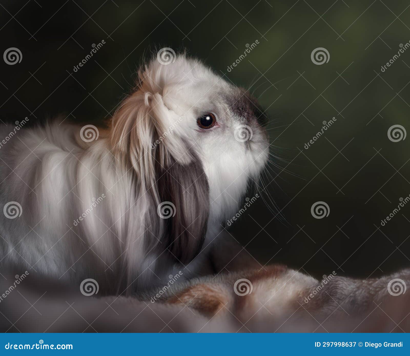 American Fuzzy Lop Rabbit stock image. Image of mini - 297998637