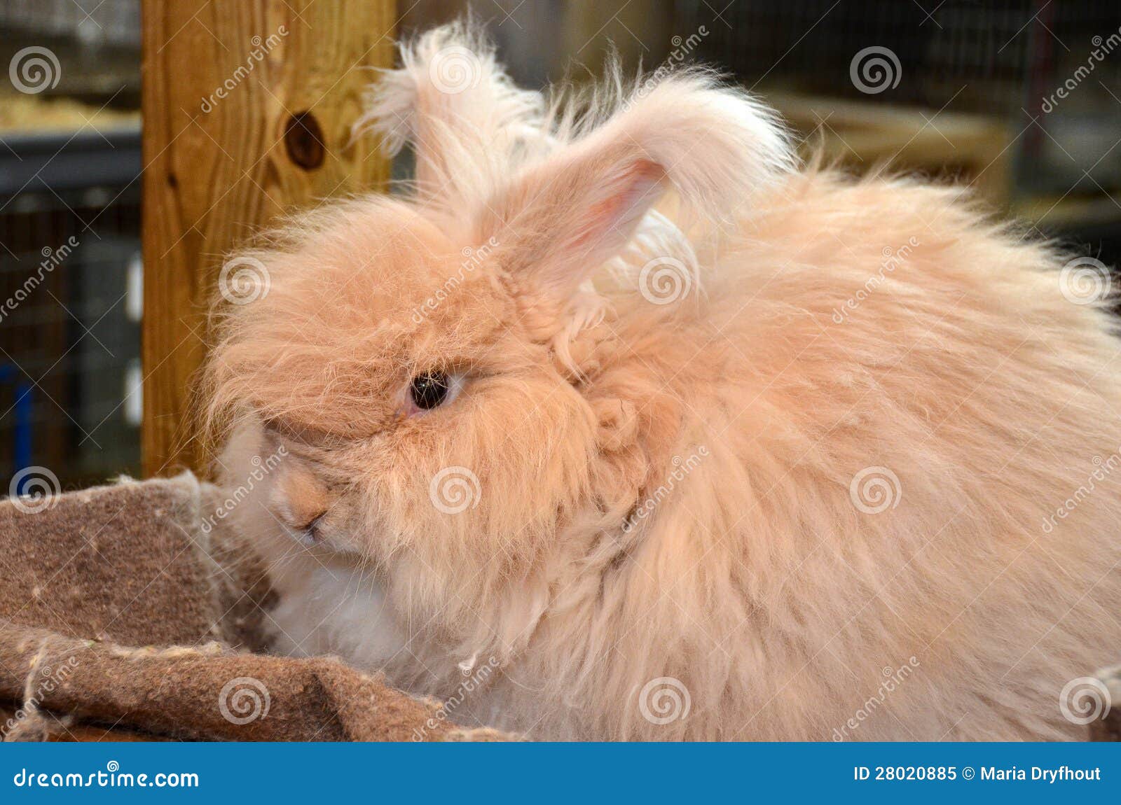 Fluffy angora rabbit stock image. Image of bunny, hare - 28020885